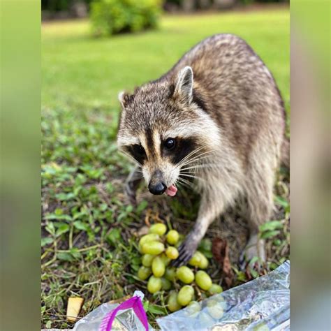 Mamá Mapache Lleva A Sus Crías A Conocer A La Joven Que Les Ha Estado Dando De Comer Mundo 96 5