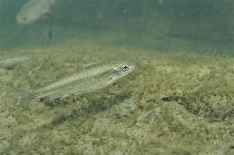Telestes Souffia • Scheda Dei Pesci