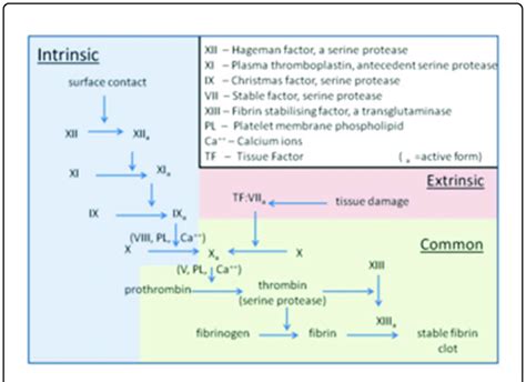 The Coagulation Cascade Antagonism Of Any Step May Result In Download Scientific Diagram