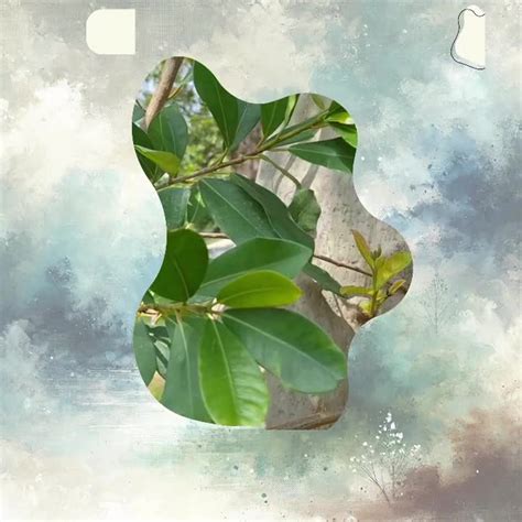 Forezava On Linkedin Friday Free Tree Facts English Curtain Fig Tree