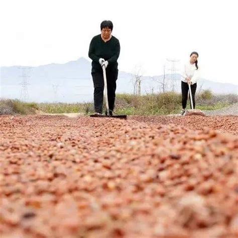 内丘：小枣仁闯出大市场河北