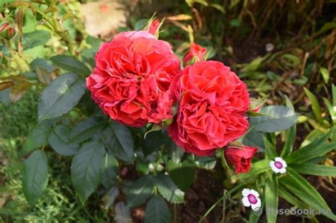 Галерея Cherry Girl ® Ko 972051 10 Korkosieb Энциклопедия роз