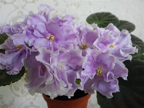 Saintpaulia, African violets, Violet flower