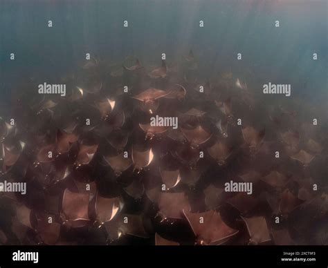 A Large Aggregation Of Munks Devil Rays Aka Mobula Rays Mobula Munkiana In Baja California