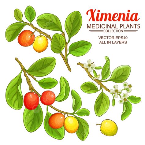 Ximenia Banches Vector Set On White Background Template Download On Pngtree