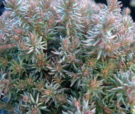 Sedum Polytrichoides ‘chocolate Ball Leesas Alpines