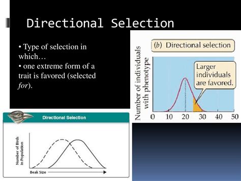 Ppt Topic 5 Evolution Powerpoint Presentation Free Download Id 594864