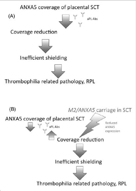 The Annexin A5 Protective Shield Model A Immunologic Versus B