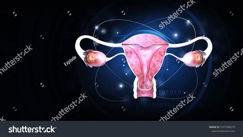 Female Uterus Cross Section 3d Illustration Stock Illustration