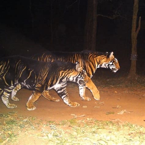 Watch Super Rare Black Tiger Caught On Camera Artofit