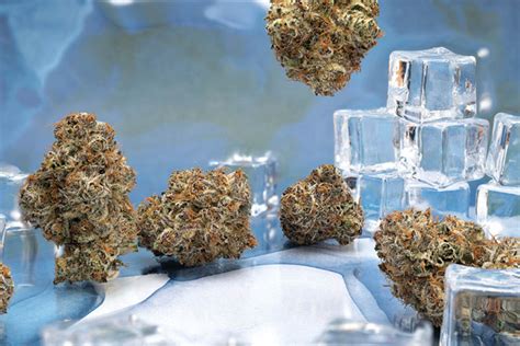 Cold Candy Leaf Nation