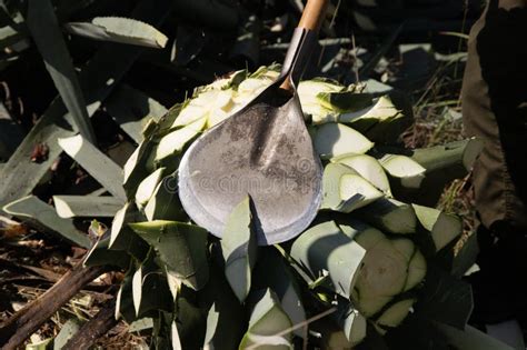 Jima Is The Process Cutting Agave Cutting Its Leaves And Extracting Its