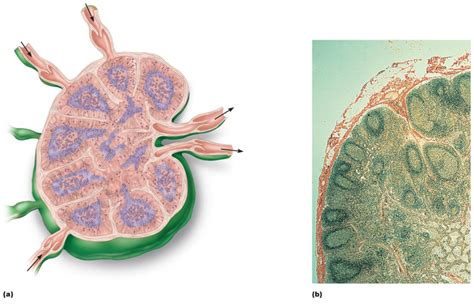 Structure Of A Lymph Node Diagram Quizlet