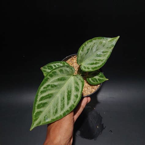 Anthurium Silver Chrome Furniture And Home Living Gardening Plants