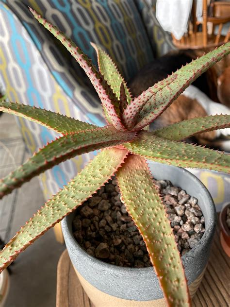 Pokey Succulent Pokey Succulent Horticulture And Design