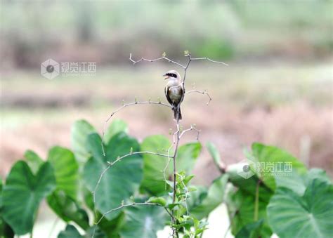 江西分宜：鸟中小霸王棕背伯劳 视觉江西 大江网首页