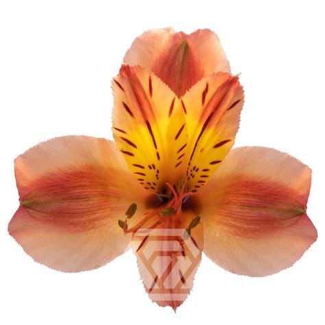 Orange Queen Tessa The Finest Flowers