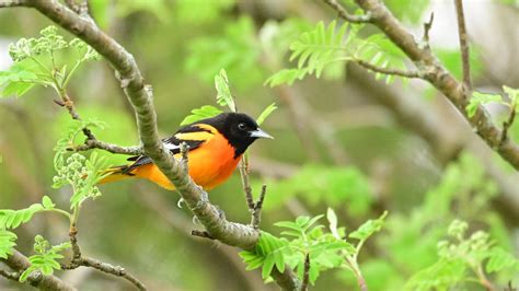 How To Make Your Garden A Magnet For Orioles
