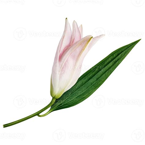 Lily Flower Bud With Green Leaf Isolated On White Background 16641919