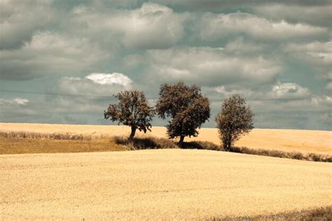 Premium Photo Trees In Agricultural Fields