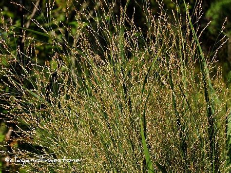 Native Switchgrass Beautiful Golden Color For Your Tennessee Garden