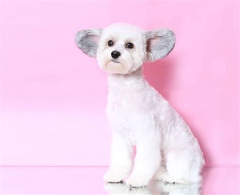 Teddy Bear Dog Haircuts Teddy Bear Cuts Styles And Trims Master