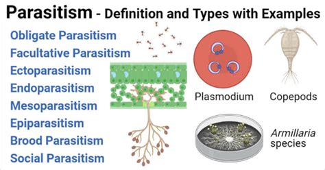 Parasitism Interaction Definition And Types With Examples