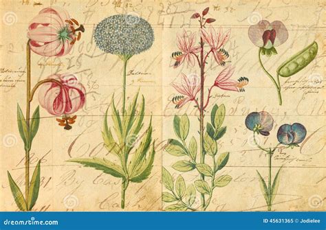 Antique Botanical Wall Art Print Illustration Stock Illustration