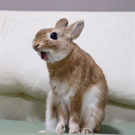 うさぎのつくし𖤣𖤣 🐰『あ〜🎶』 🐰『あ〜〜🎶』 🐰『あ 🎶』 🐰『ぁ~♪』 🐰『ぷしゅ~💨』 🐰『』 🐰『まだまだ練習が必要だお🌀