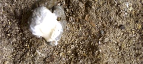 Disease Images Fecal Classification Model By Fecal