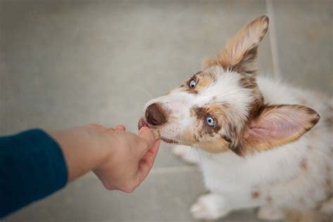 First Class Dog Training