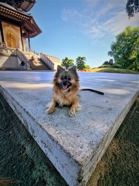 Wolf Sable Pomeranian In Battersea Park Peace Pagoda Stock Image