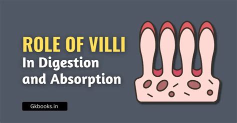 Alveolus Structure Function And Importance Gkbooks