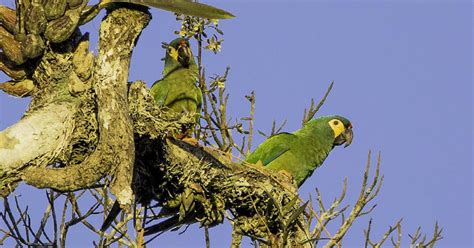 Primolius 193344 Biofaces Bring Nature Closer