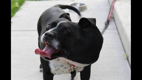 St Paul Pit Bull Battling 8 Pound Tumor On His Head