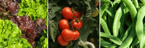 Grow Your Own Food In Small Spaces Connon Nurseries Waterdown