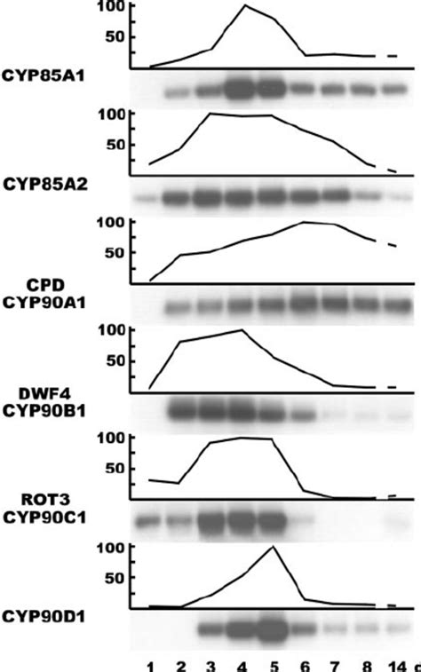 Effect Of BL On The Steady State MRNA Levels Of BR Biosynthetic P450s