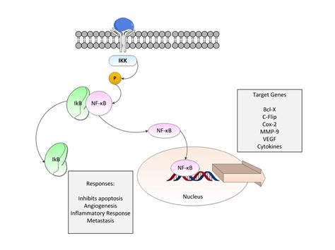 The Squirrels Nest Extracellular Matrix Vs Intracellular Pathway