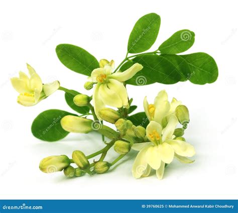 Edible Moringa Leaves With Flower Royalty Free Stock Image