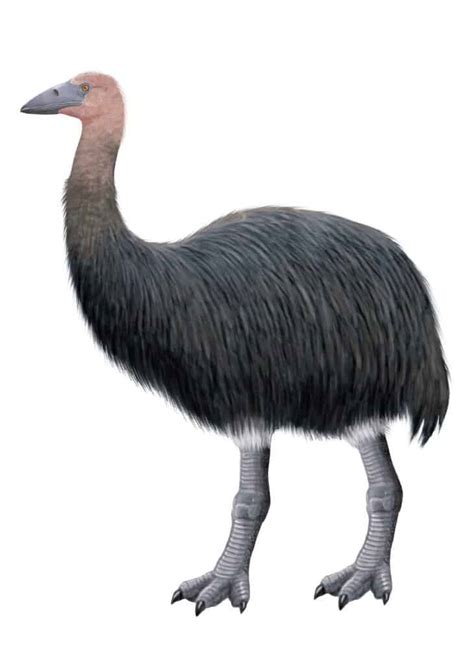 What Is The Largest Extinct Bird Imp World
