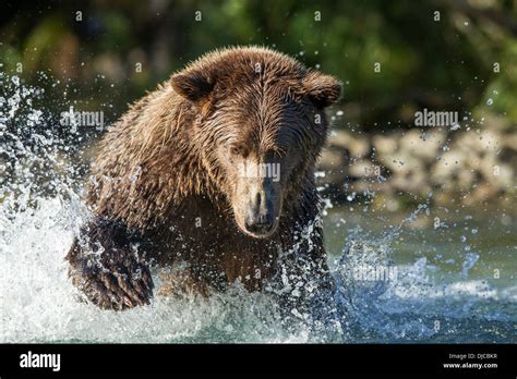 Usa Alaska Katmai National Park Coastal Brown Bear Ursus Arctos