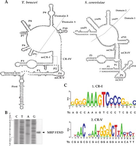 Identification Of The Mrp Rna In The T Brucei Genome A Left Download Scientific Diagram