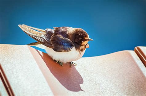 230 Golondrina Risquera Fotografías De Stock Fotos E Imágenes Libres De Derechos Istock