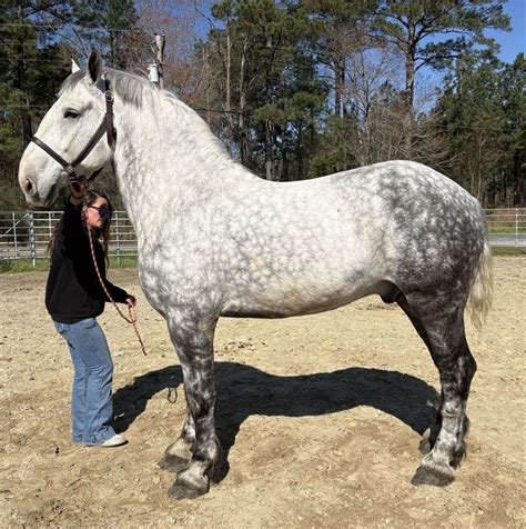 Grey Percheron Gelding