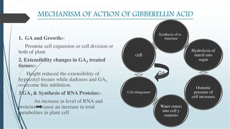 Plant Growth Hormone Gibberellins Powerpoint Slides Learnpick India