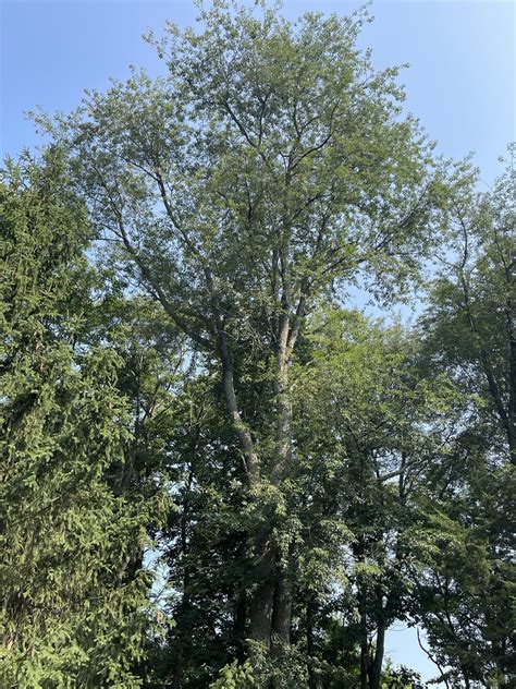 What Berry Producing Tree Is This Rwhatsthisplant