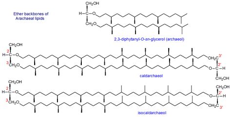 亘古的壁垒——古菌细胞壁 知乎