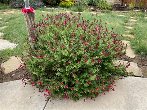 Salvia Greggii Furmans Red Autumn Sage Plant Select® Canyons Edge