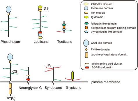 Proteoglycan