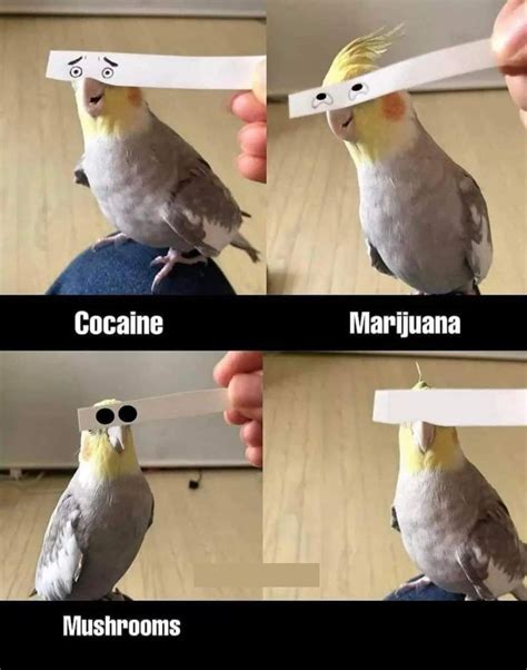 Bird Drugs Blank Template Imgflip